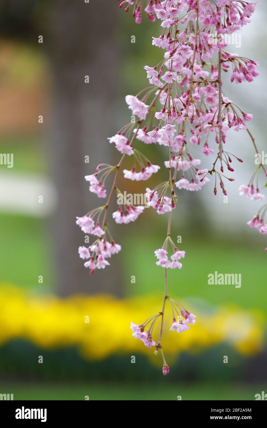 Weeping Cherry Tree Flowers Stock Photo - Alamy