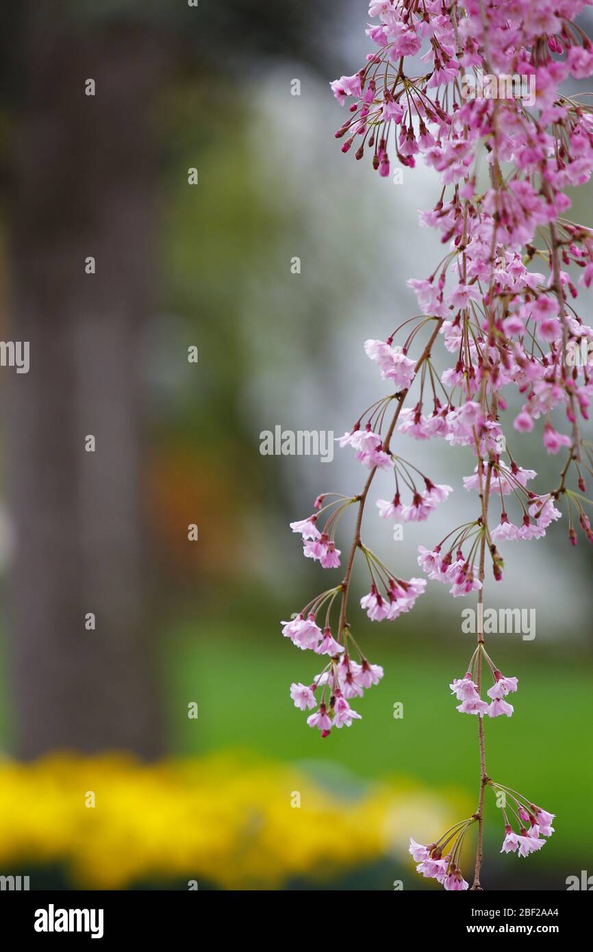 Weeping Cherry Tree Flowers Stock Photo - Alamy