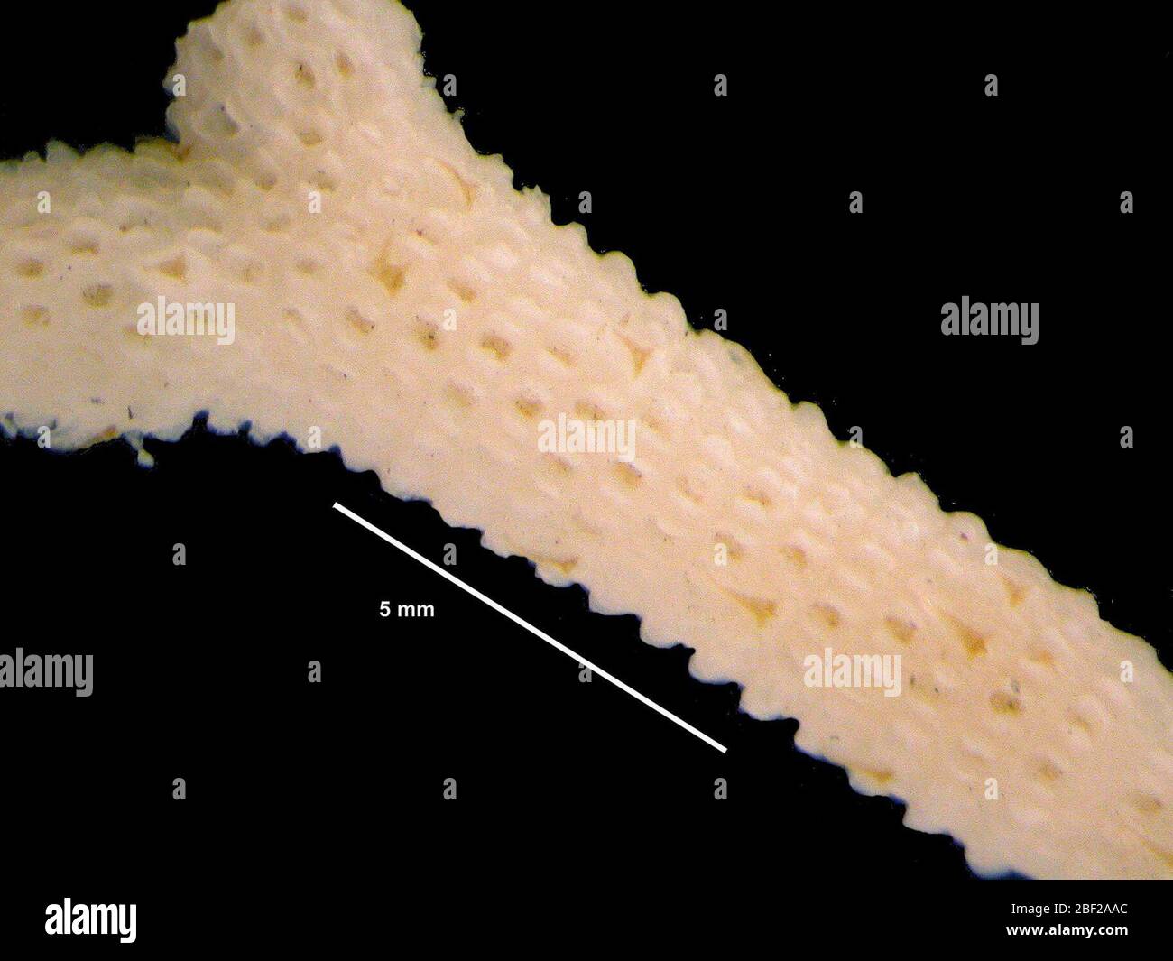 Evolution of fish hi-res stock photography and images - Alamy