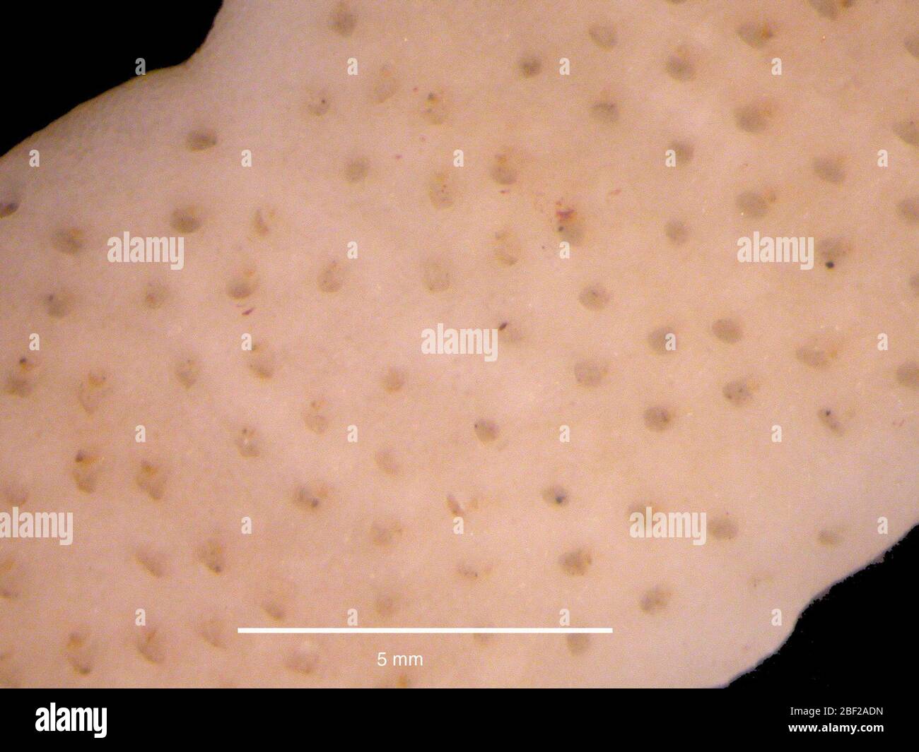 Terminata terminata hi-res stock photography and images - Alamy