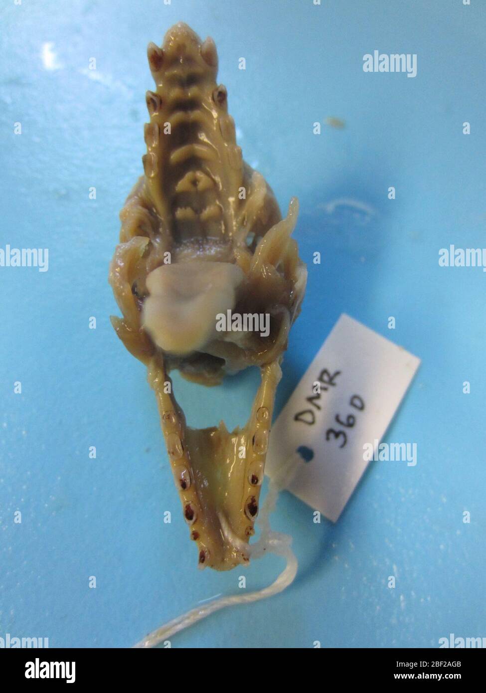 Labiatus hi-res stock photography and images - Alamy