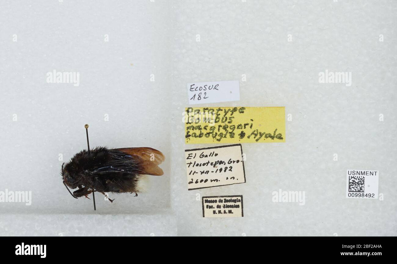 Bombus Dasybombus macgregori. Transcribed by digital volunteersEcosur ...