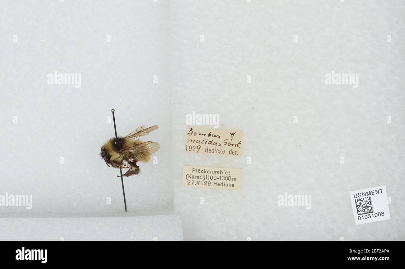 Bombus Mucidobombus mucidus. Transcribed by digital volunteersBombus ...