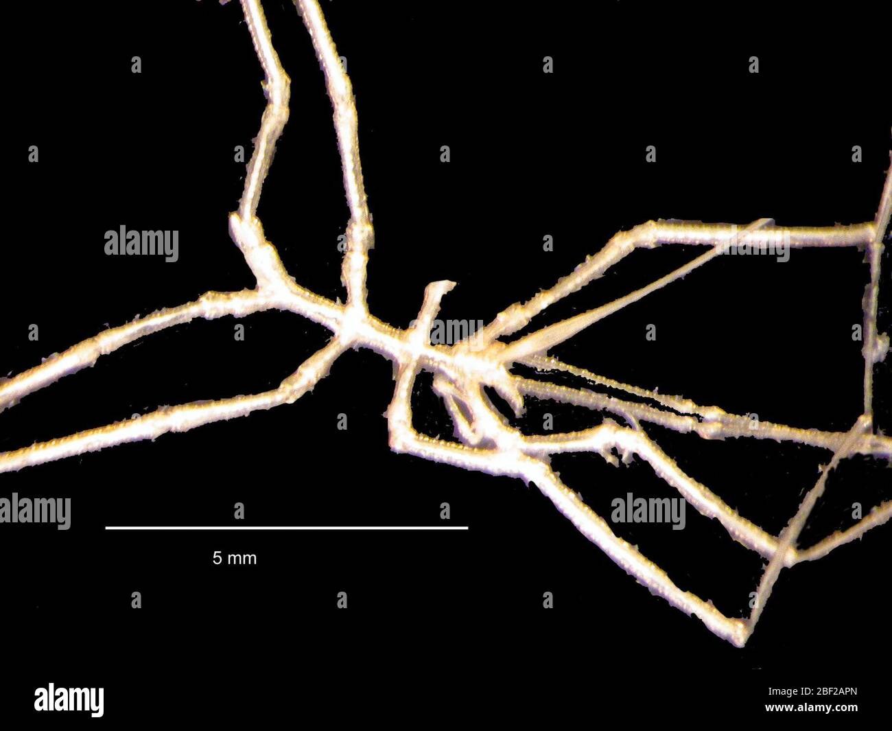 Buccina hi-res stock photography and images - Alamy