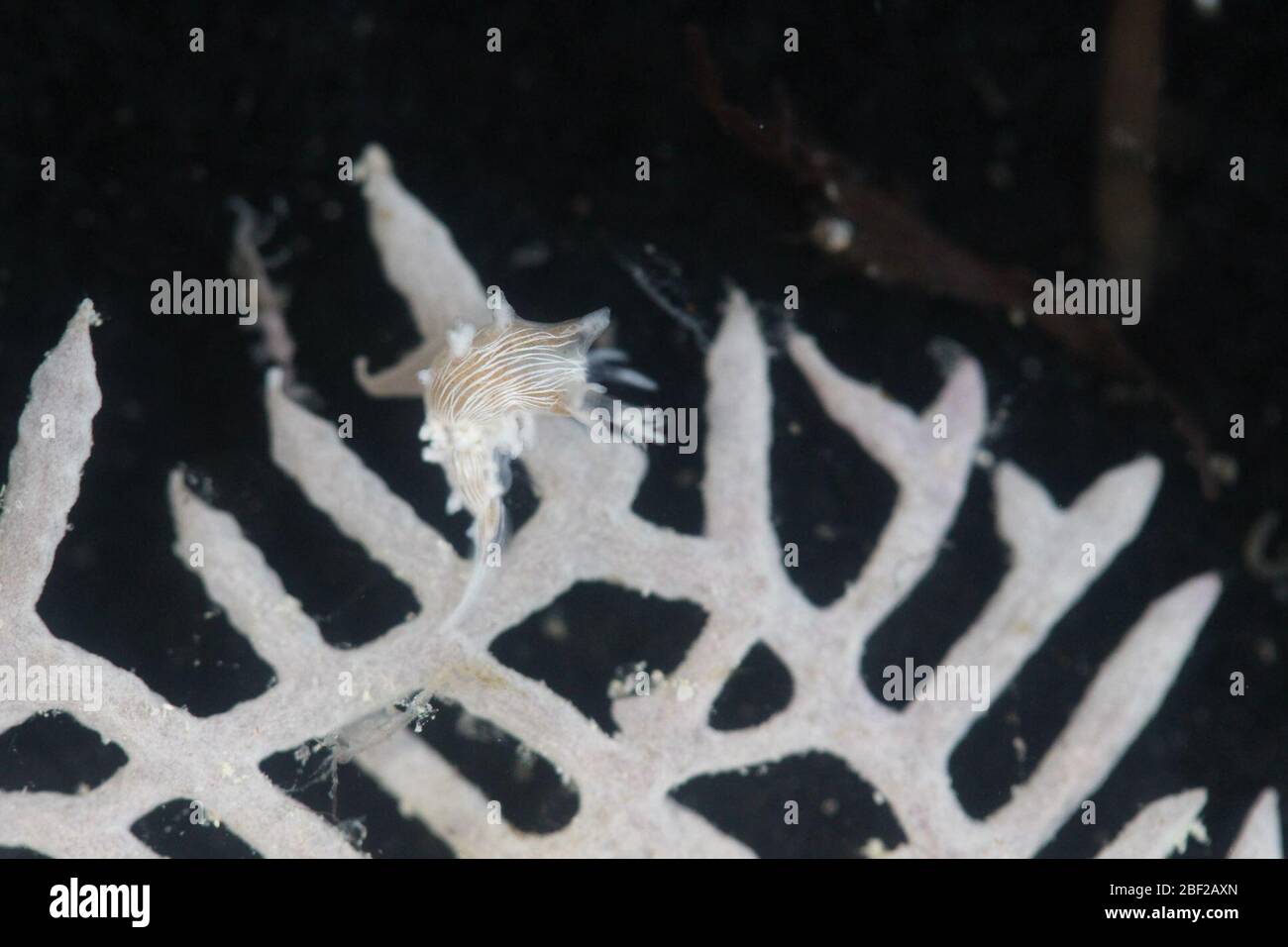 Tritonia hi-res stock photography and images - Alamy