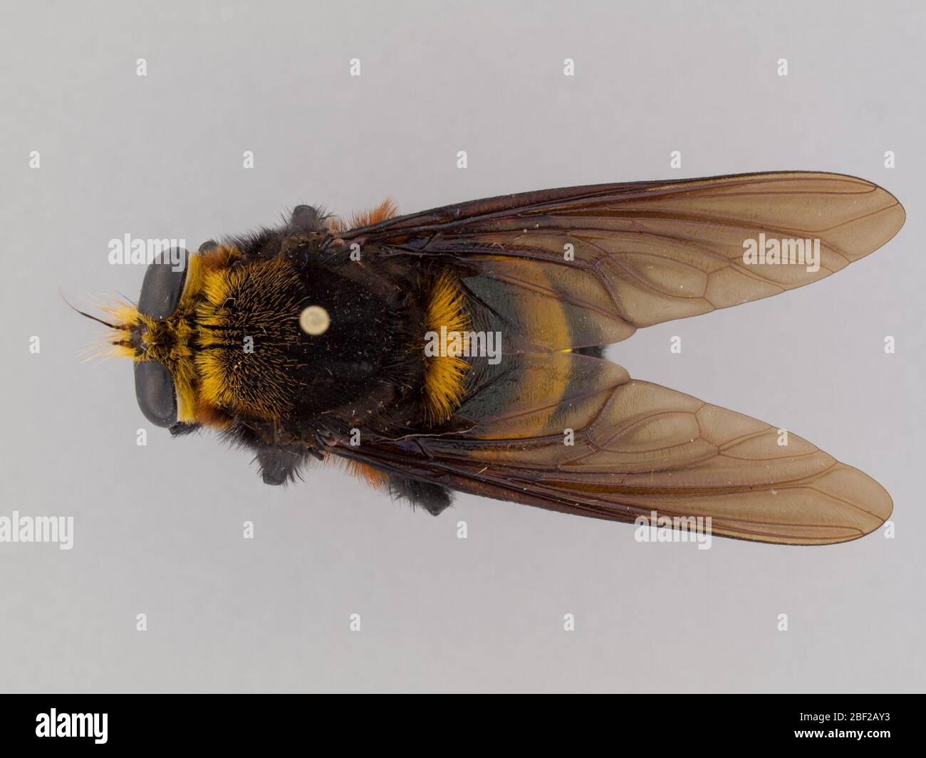 Unidentified insect species hi-res stock photography and images - Alamy