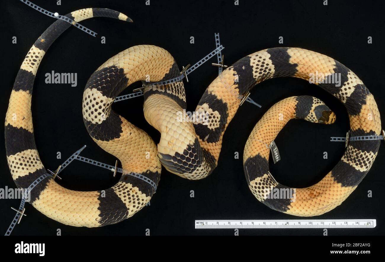 Lampropeltis triangulum micropholis hi-res stock photography and images ...