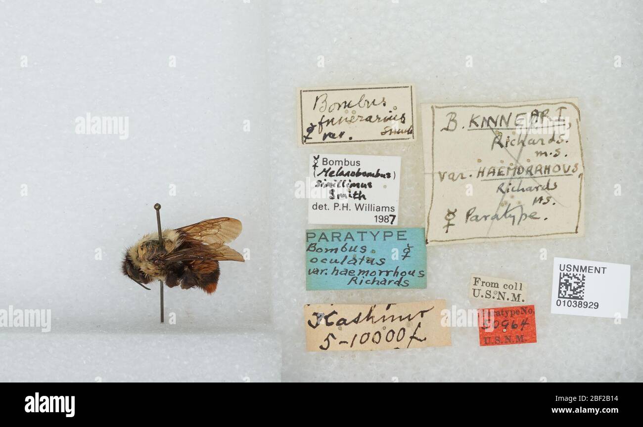 Bombus funerarius hi-res stock photography and images - Alamy