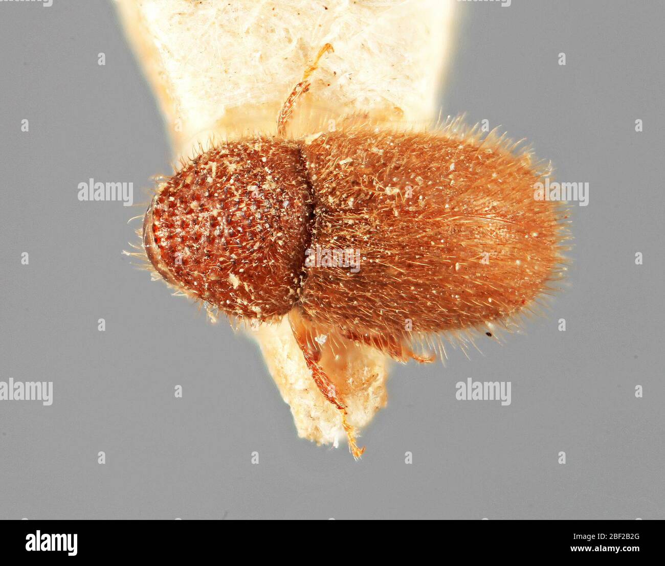 Cryphalus hi-res stock photography and images - Alamy