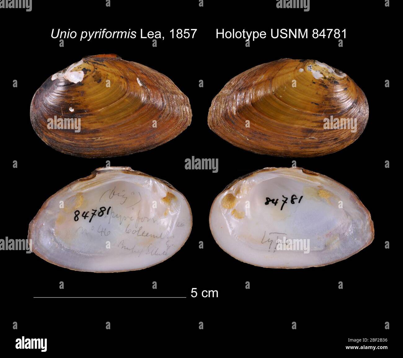 Unio pyriformis. 20 Jan 20162 Stock Photo - Alamy