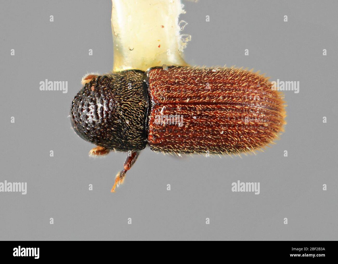 Setifer High Resolution Stock Photography and Images - Alamy