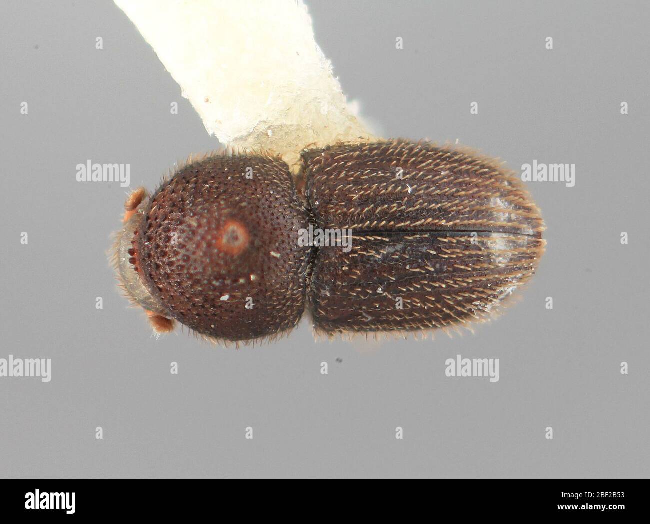 Hypothenemus virolae. MyristicaceaeVirolasp.20 Jul 20171 Stock Photo ...