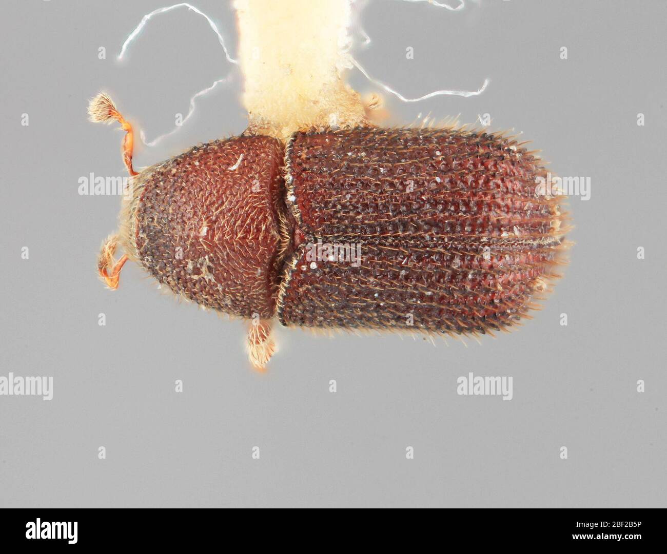 Phloeotribus hi-res stock photography and images - Alamy