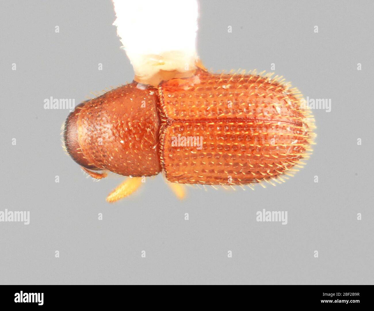 Phloeotribus simplex. Unknown vine20 Jul 20171 Stock Photo - Alamy