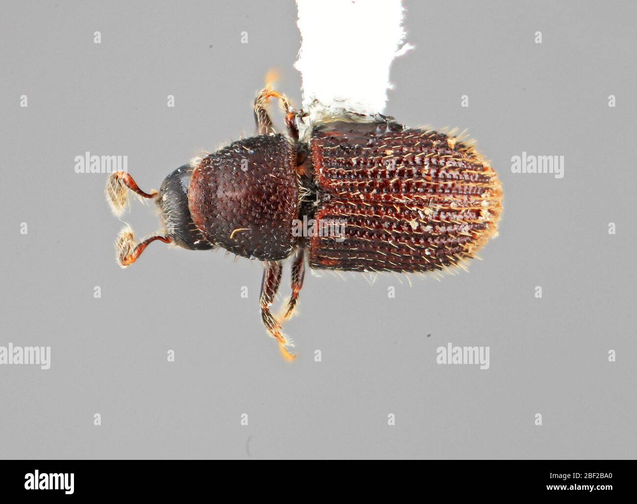 Phloeotribus hi-res stock photography and images - Alamy