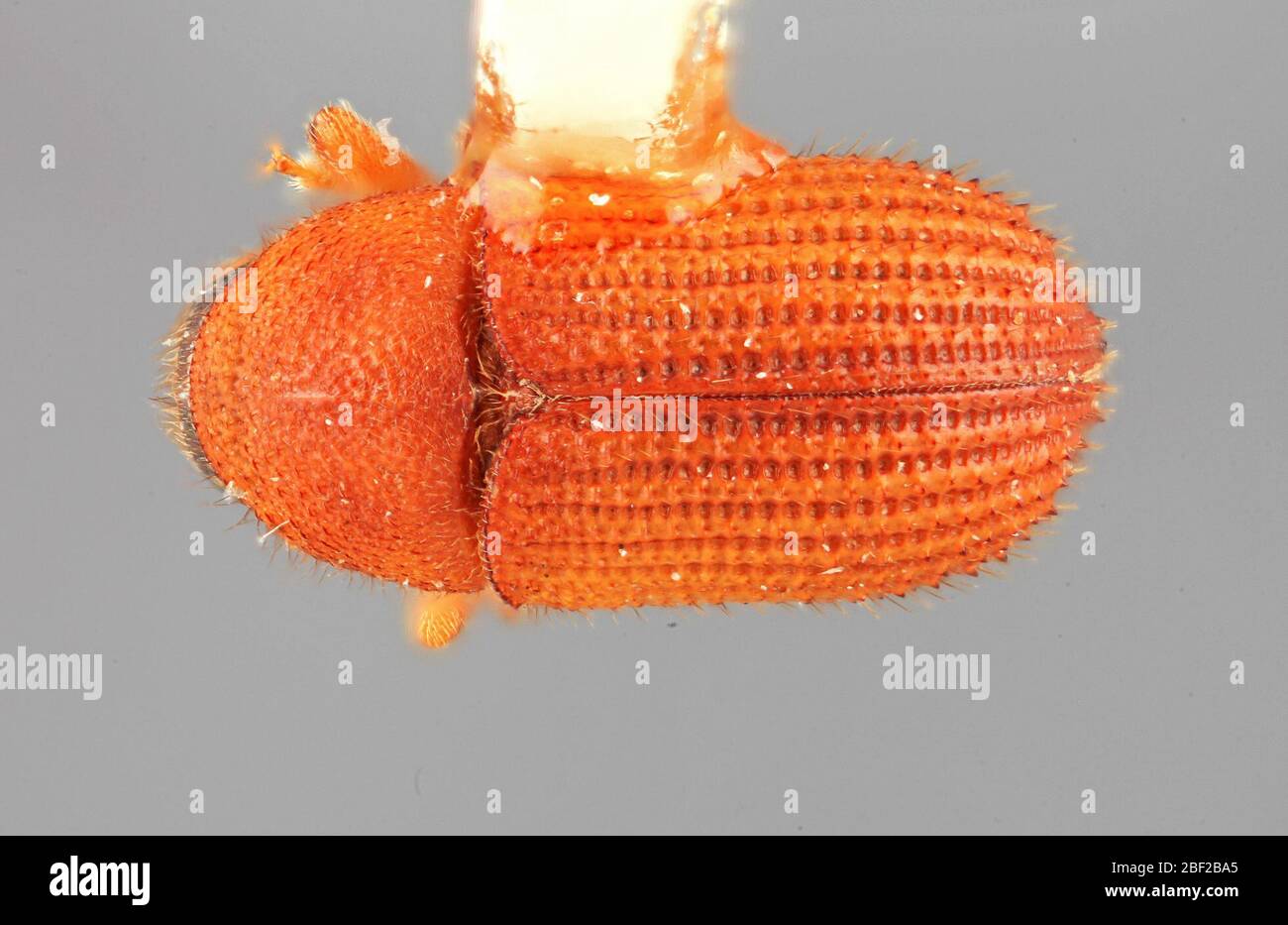 Phloeotribus hi-res stock photography and images - Alamy