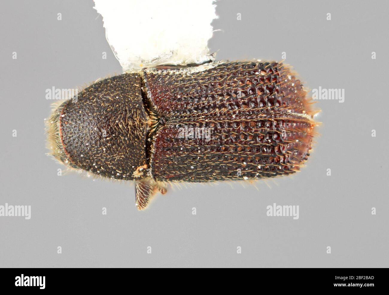 Phloeotribus hi-res stock photography and images - Alamy