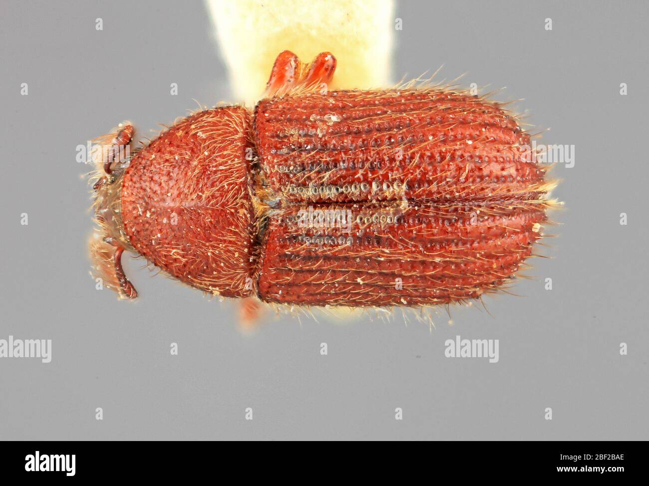 Phloeotribus hi-res stock photography and images - Alamy