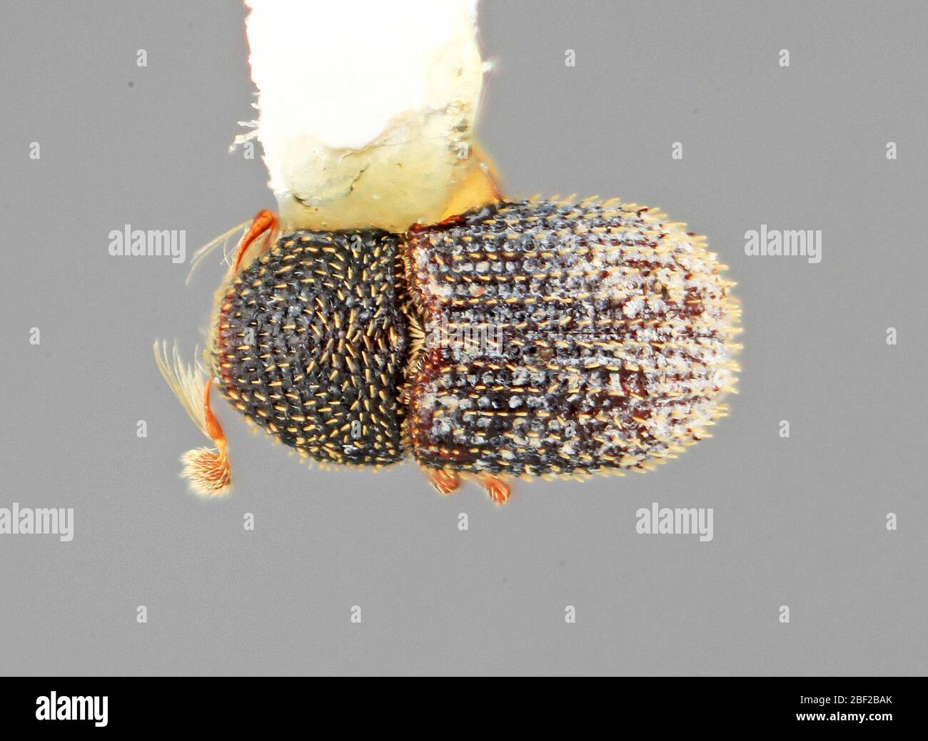 Phloeotribus hi-res stock photography and images - Alamy