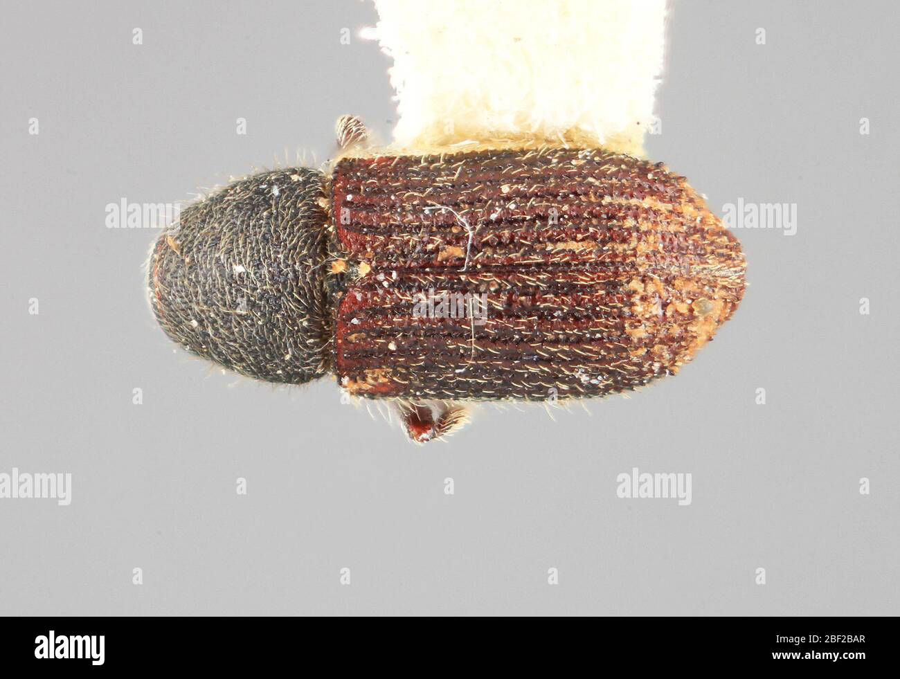 Phloeotribus hi-res stock photography and images - Alamy