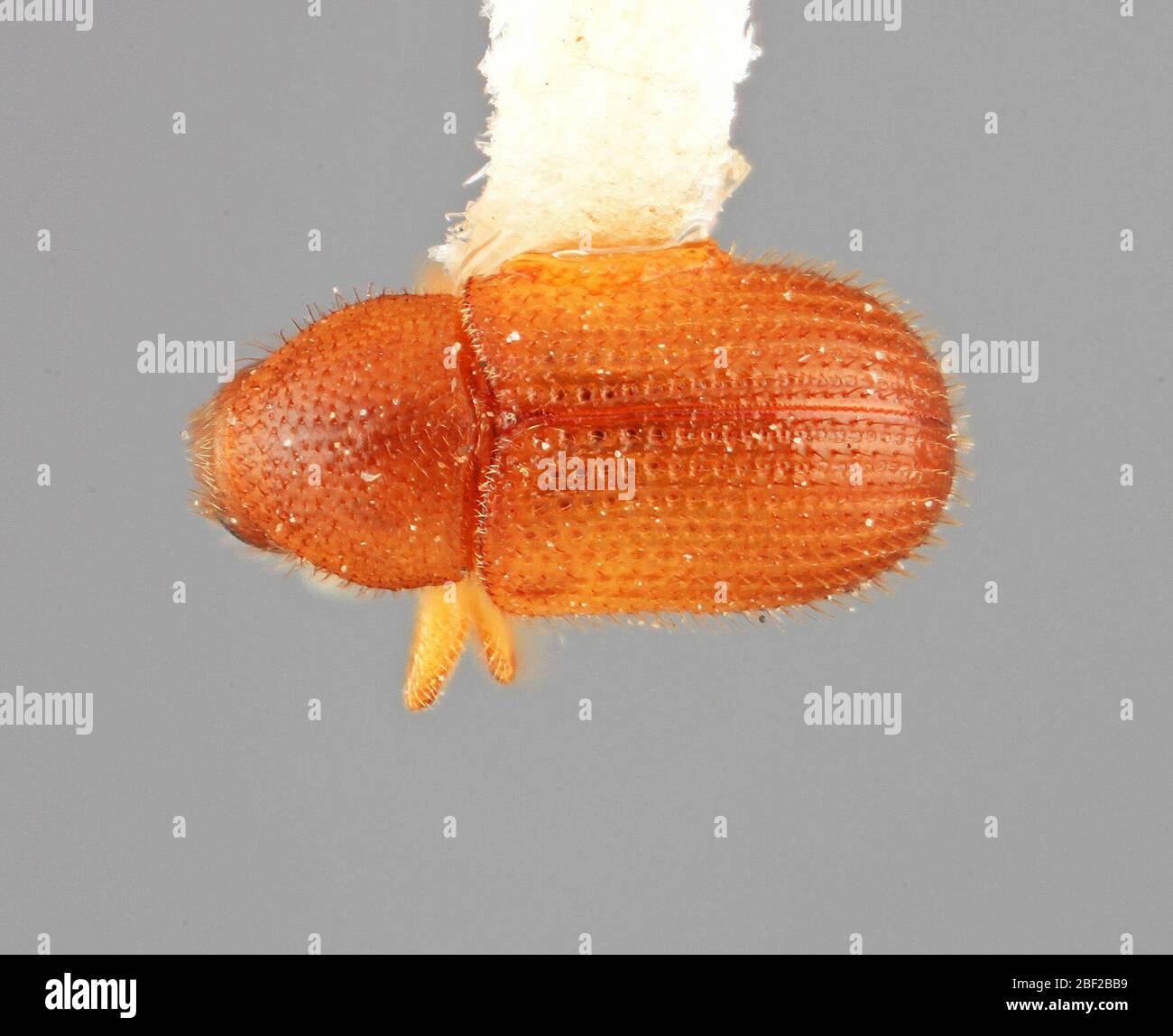 Phloeotribus hi-res stock photography and images - Alamy