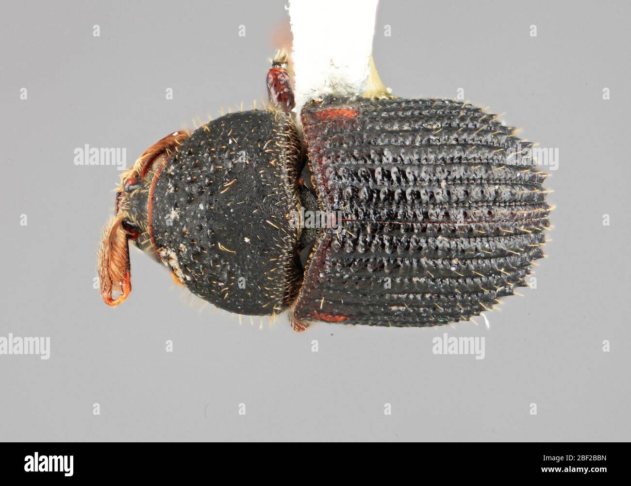 Phloeotribus hi-res stock photography and images - Alamy