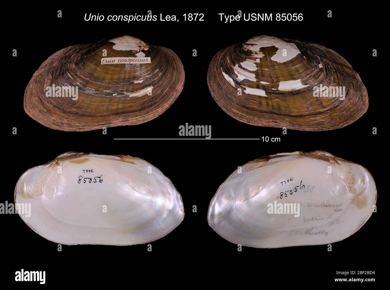 Conspicuus hi-res stock photography and images - Alamy