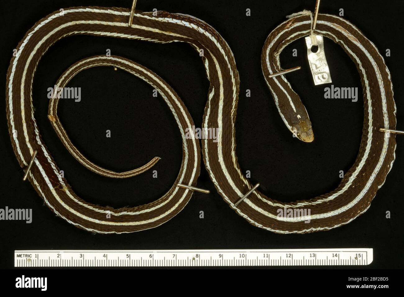 Proximus hi-res stock photography and images - Alamy