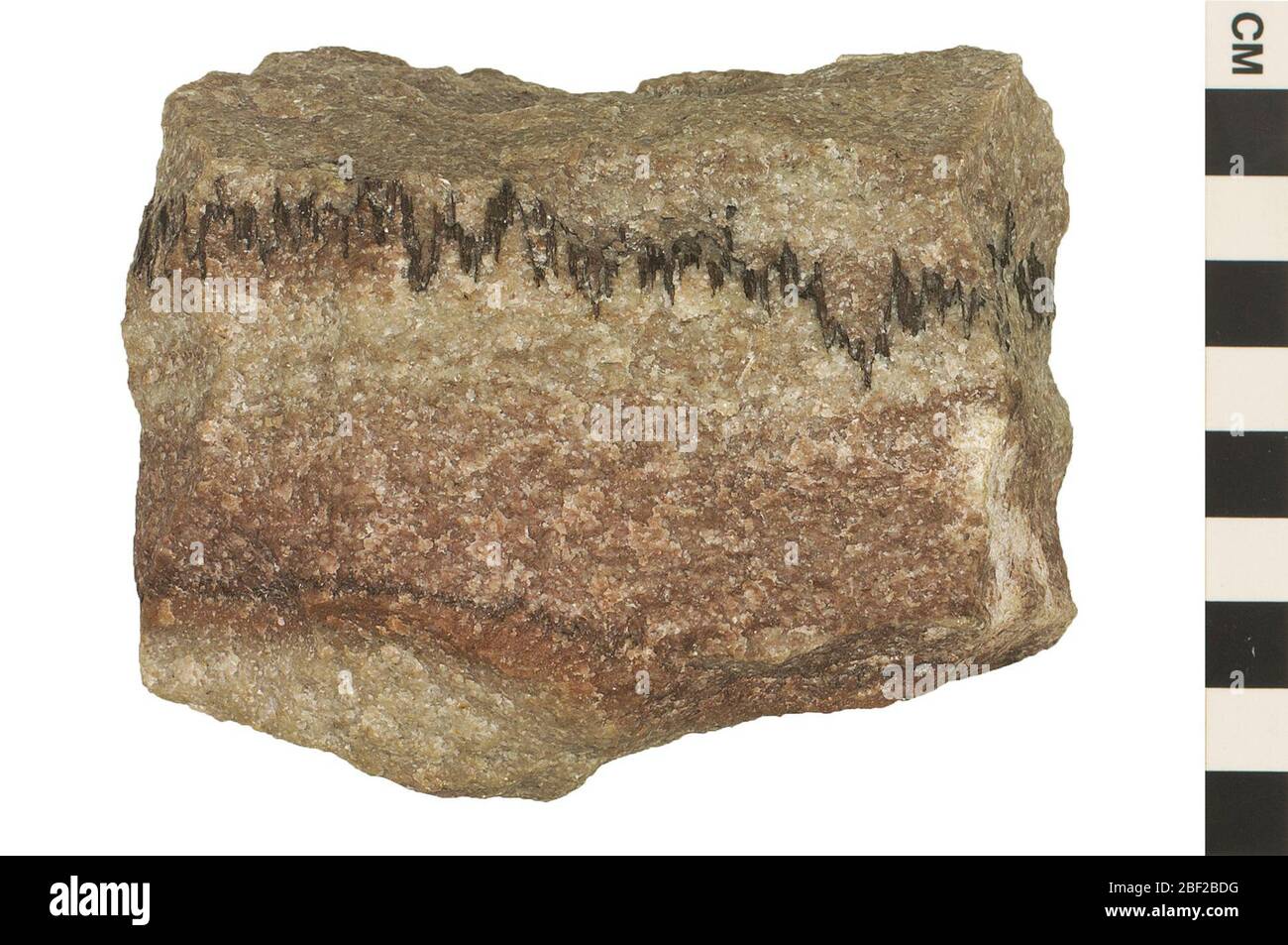 Sedimentary Rock Limestone. This object is part of the Education and ...
