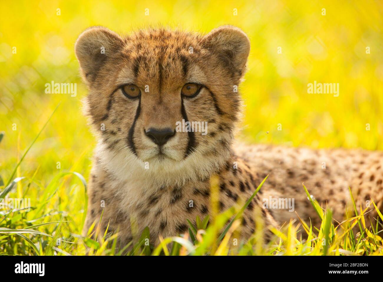 Cheetah. Species: jubatus,Genus: Acinonyx,Family: Felidae,Order ...