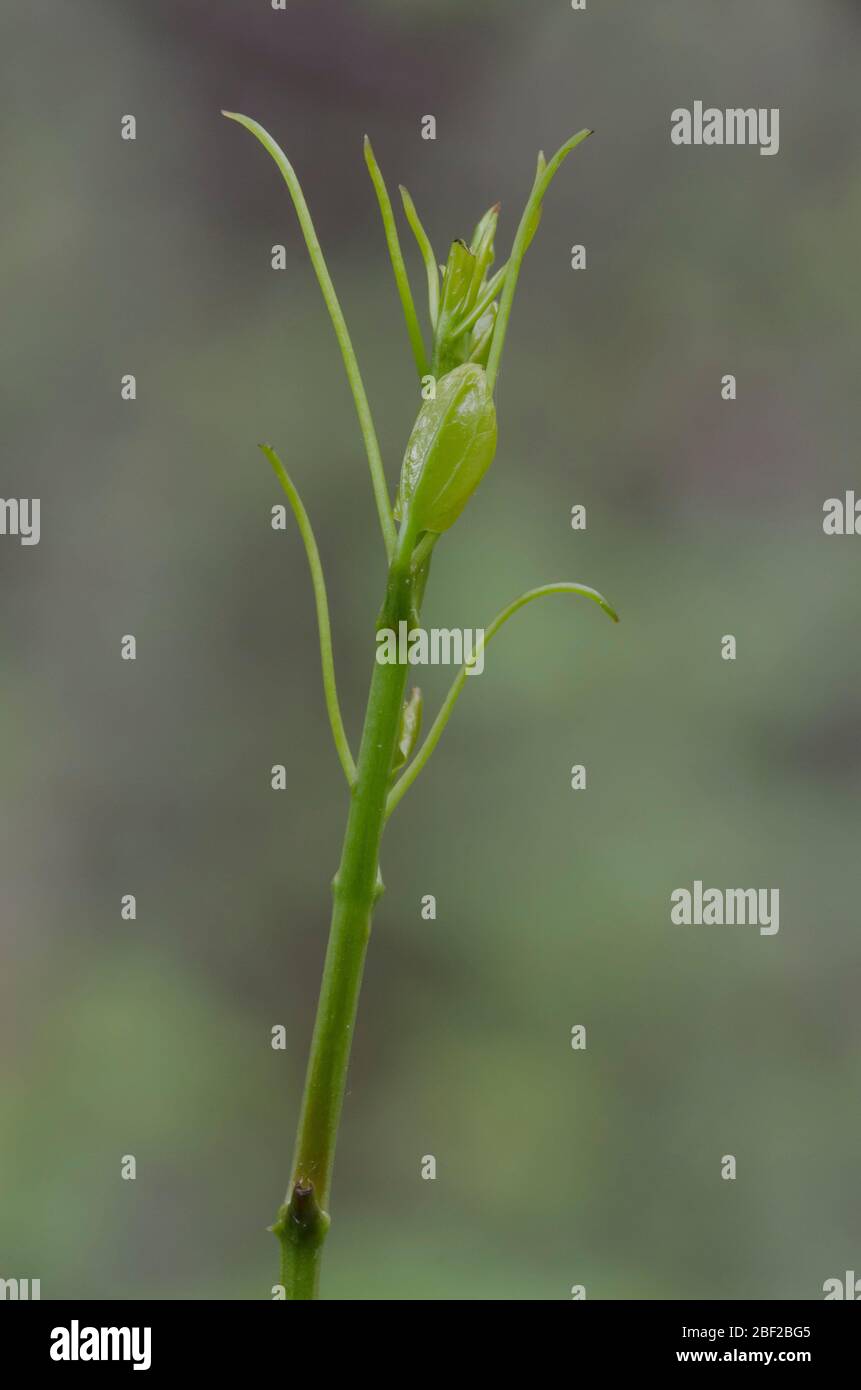 Greenbrier, Smilax sp., leaves opening in spring Stock Photo - Alamy