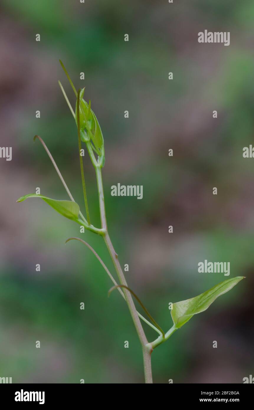 Greenbrier, Smilax sp., leaves opening in spring Stock Photo - Alamy