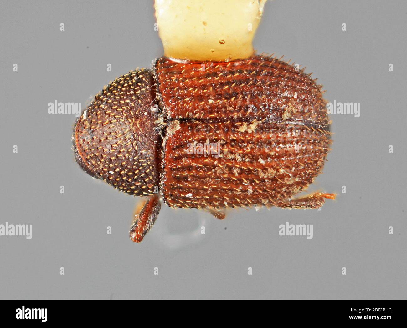 Demissus hi-res stock photography and images - Alamy