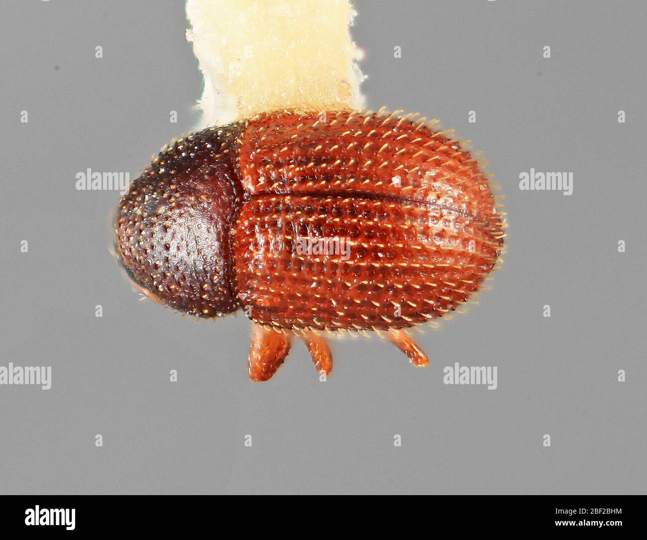 Cecropia leaf hi-res stock photography and images - Alamy