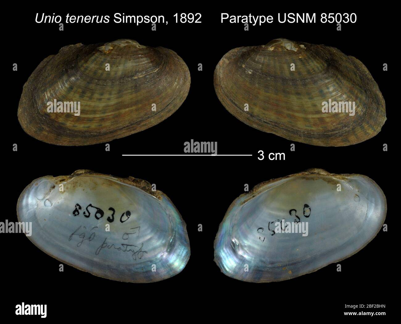 Tenerus hi-res stock photography and images - Alamy