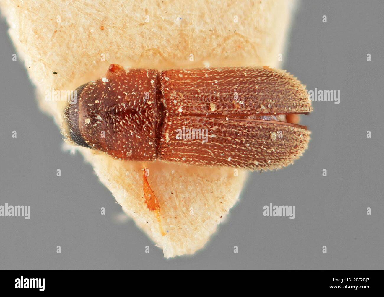 Polygraphus anogeissi. Bassialatifolia20 Jul 20171 Stock Photo - Alamy