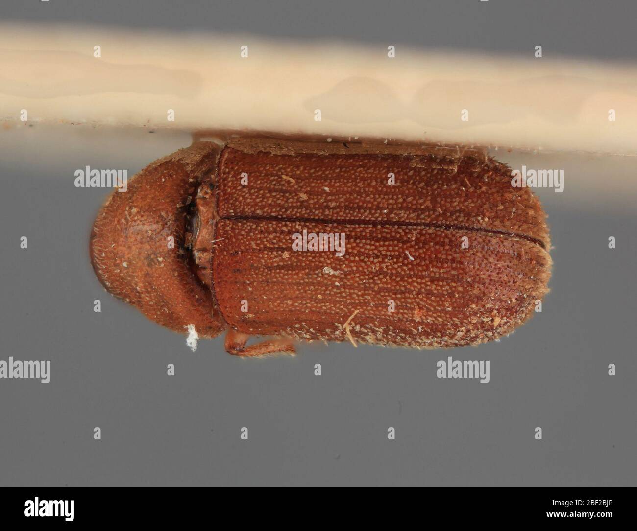 Polygraphus hi-res stock photography and images - Alamy