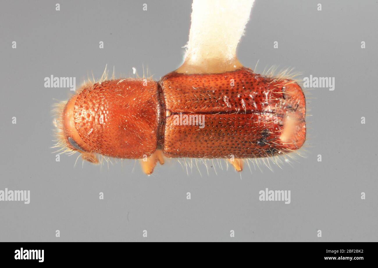 Uncinatus hi-res stock photography and images - Alamy