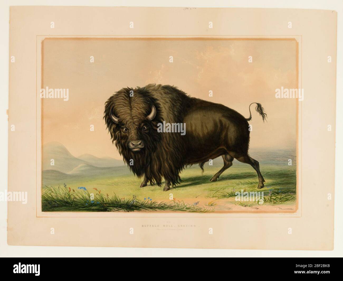Buffalo Bull Grazingno2 Stock Photo - Alamy