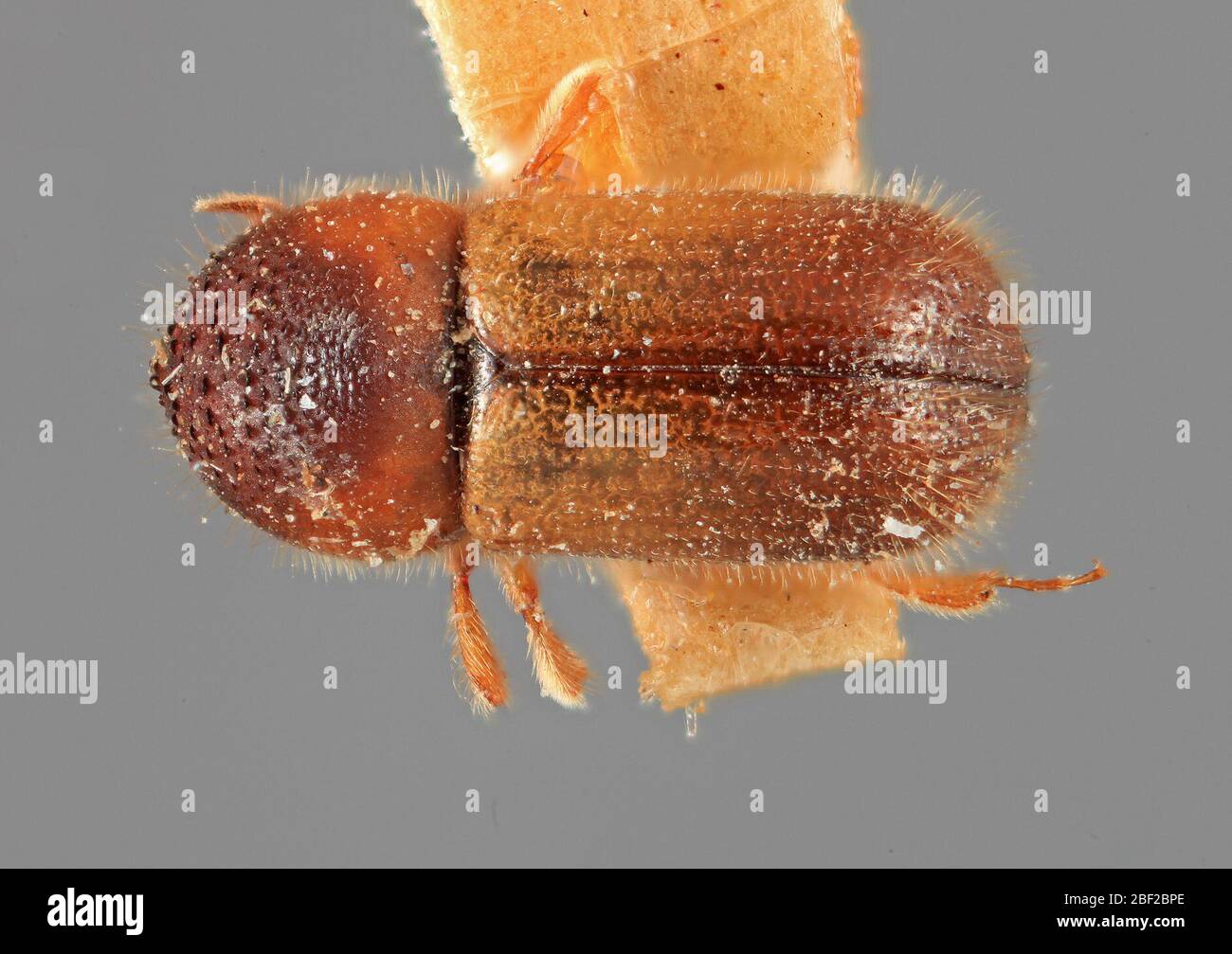 Machili hi-res stock photography and images - Alamy