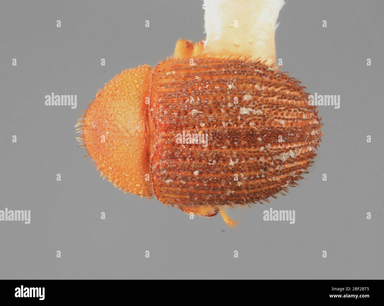 Strigilis hi-res stock photography and images - Alamy