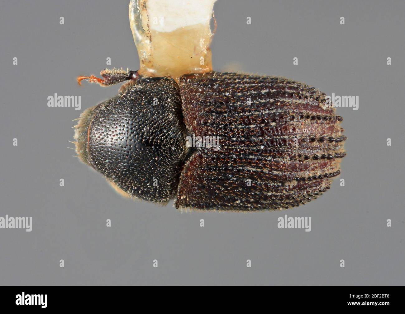 Phloeosinus hi-res stock photography and images - Alamy