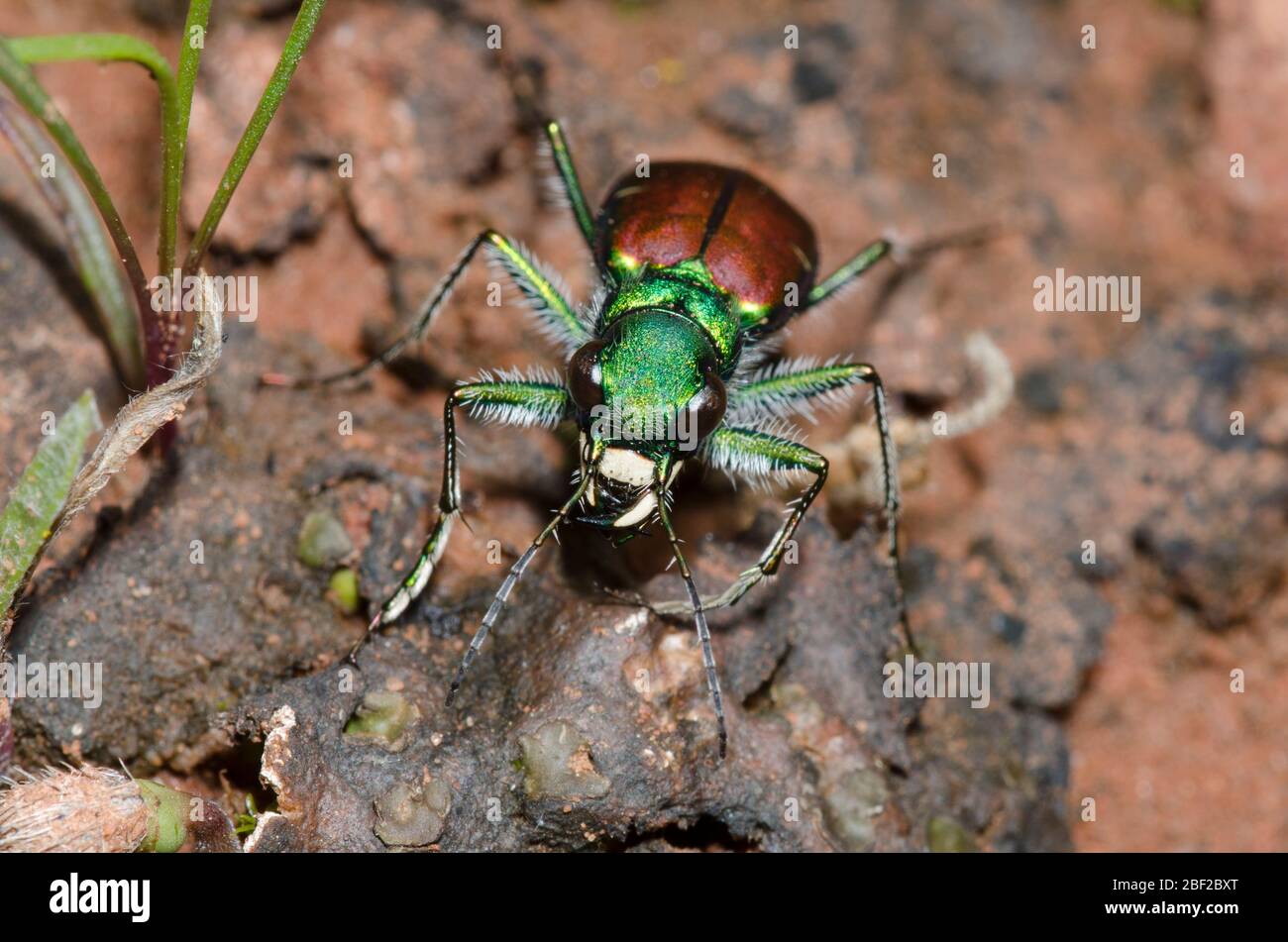 Ground Beetle High Resolution Stock Photography and Images - Alamy