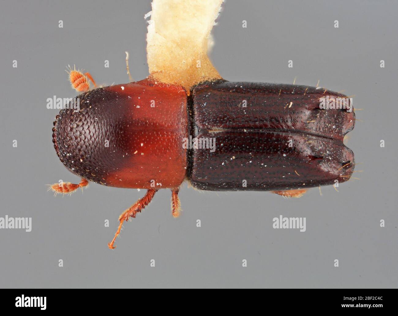 Monarthrum hi-res stock photography and images - Alamy