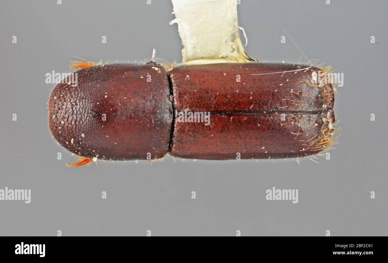 Monarthrum hi-res stock photography and images - Alamy