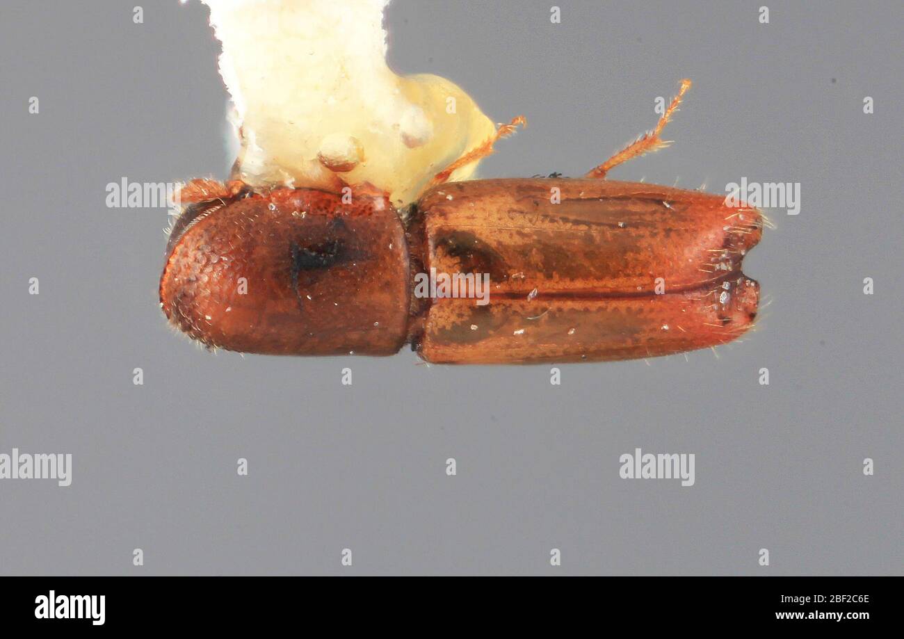 Proprium hi-res stock photography and images - Alamy