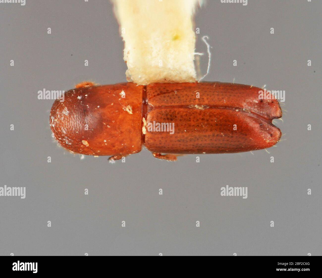 Monarthrum hi-res stock photography and images - Alamy