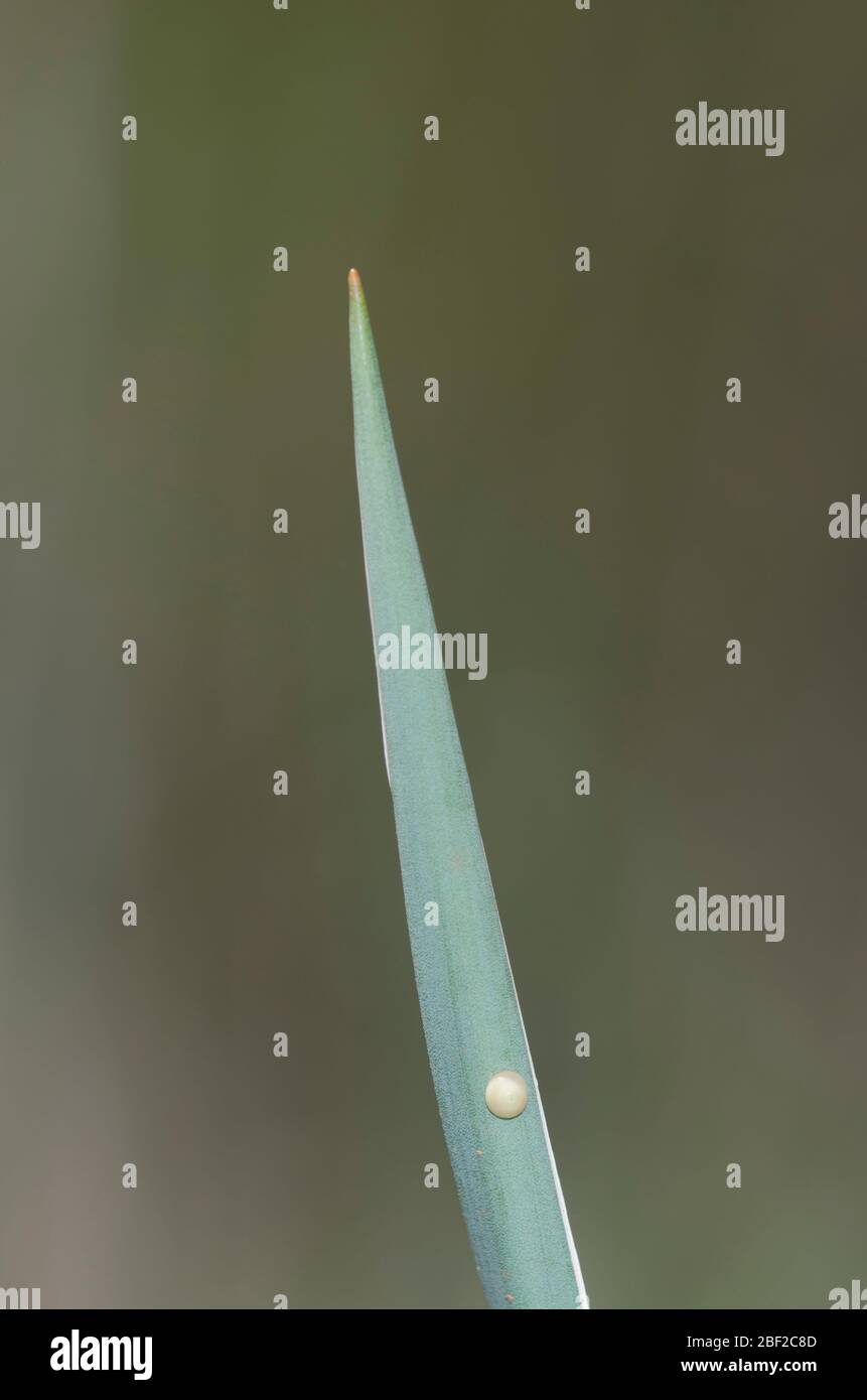 Yucca arkansana hi-res stock photography and images - Alamy