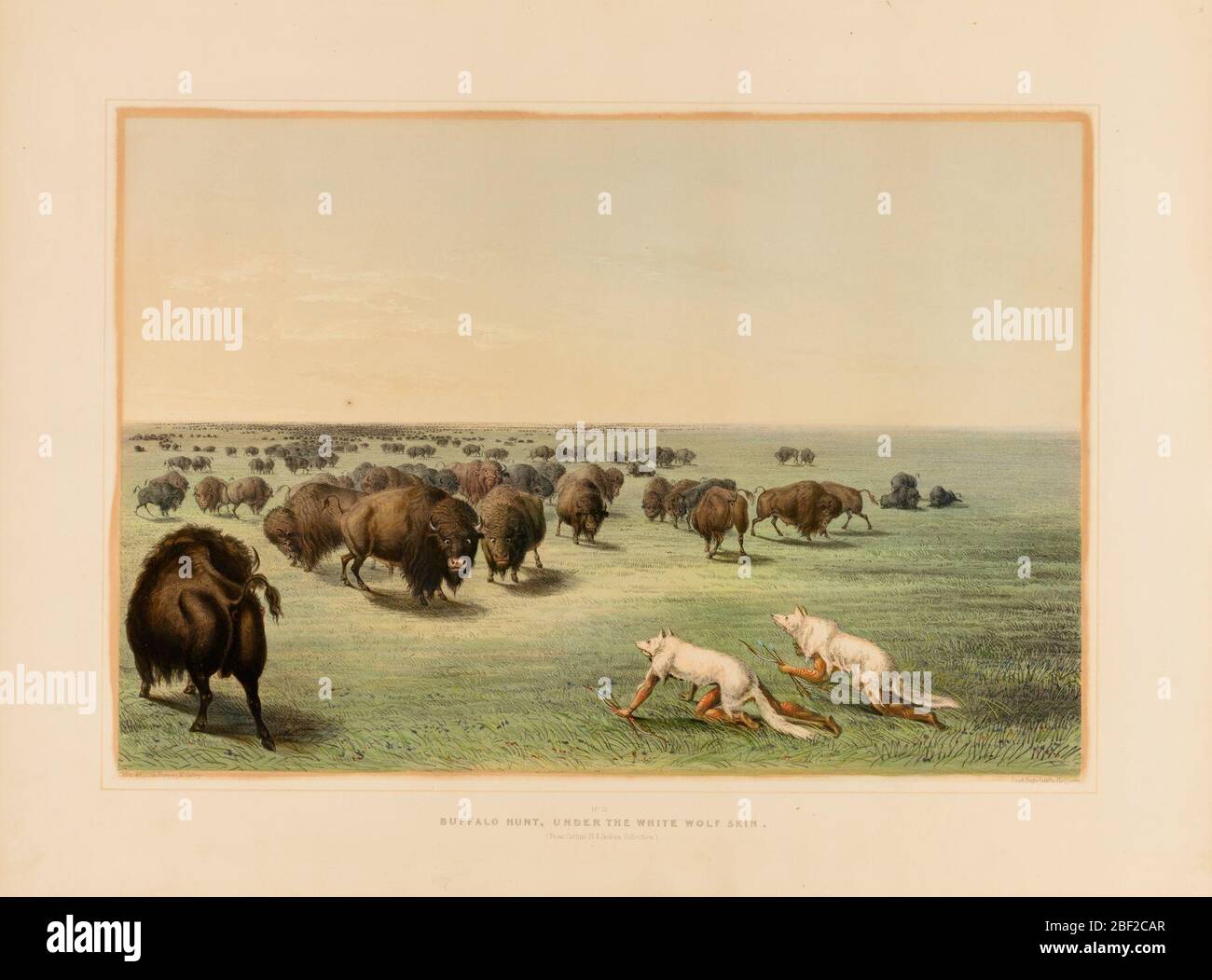 Buffalo Hunt under the White Wolfskinno 13 Stock Photo - Alamy