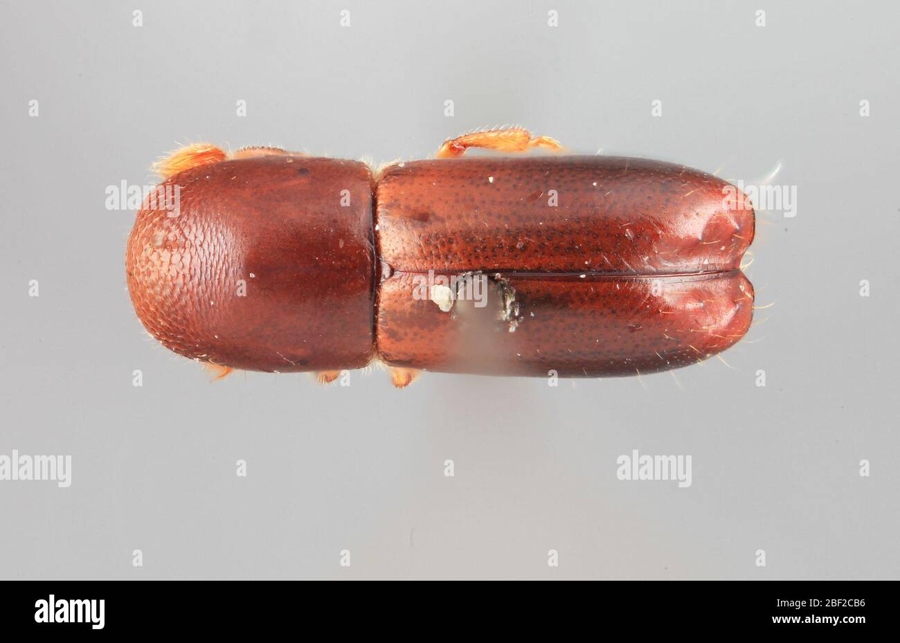 Monarthrum hi-res stock photography and images - Alamy